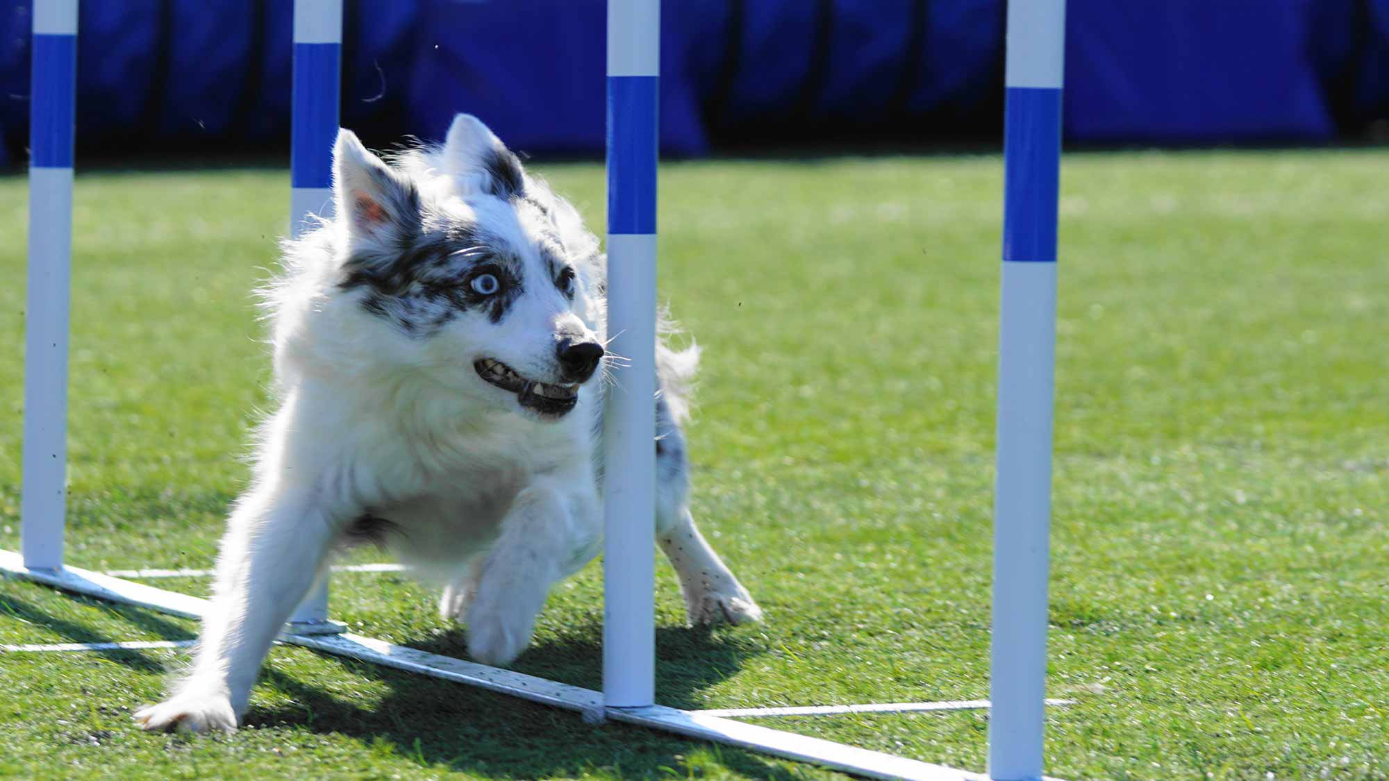 Agility – Agility Pawer