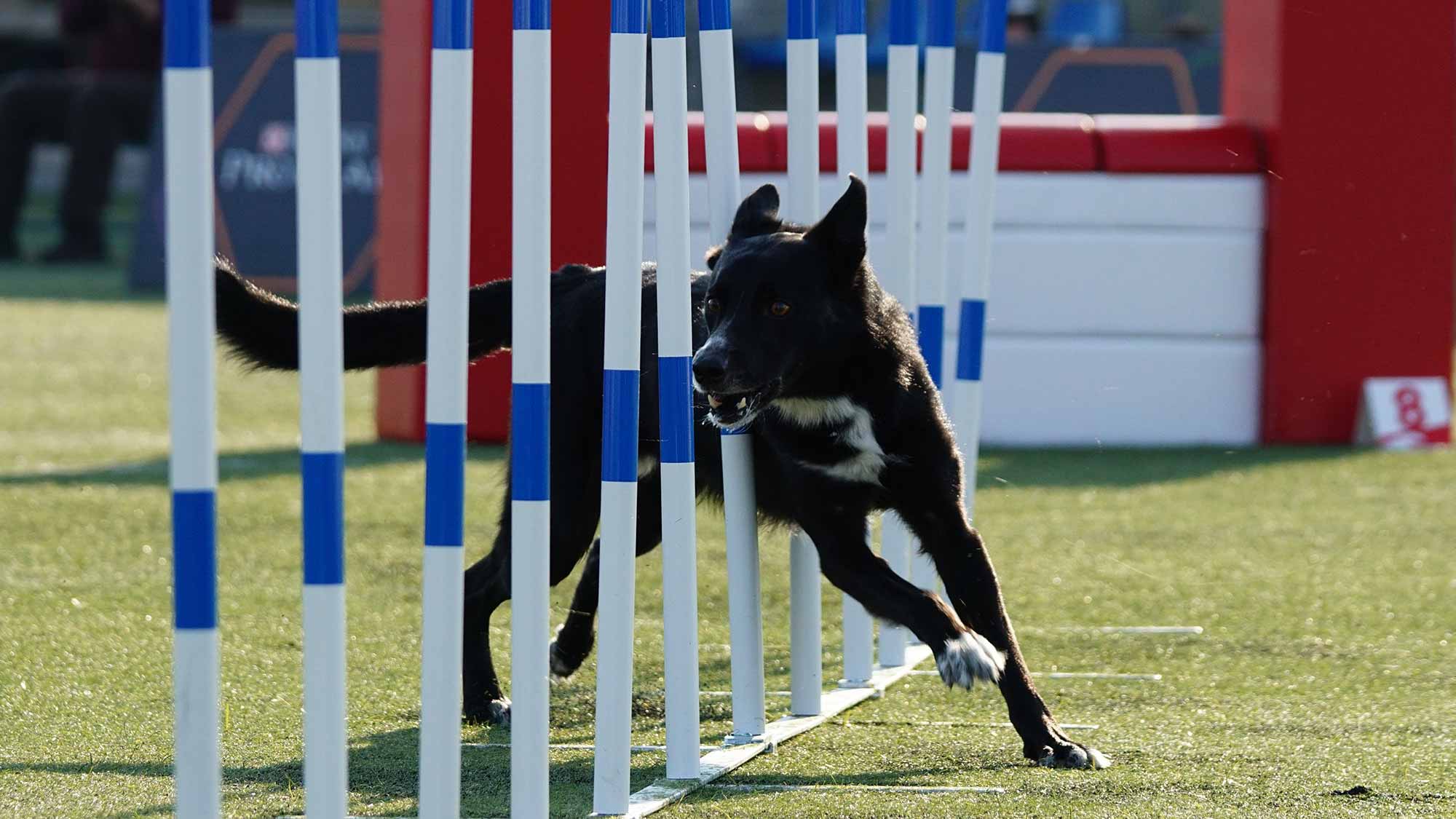 Agility – Agility Pawer